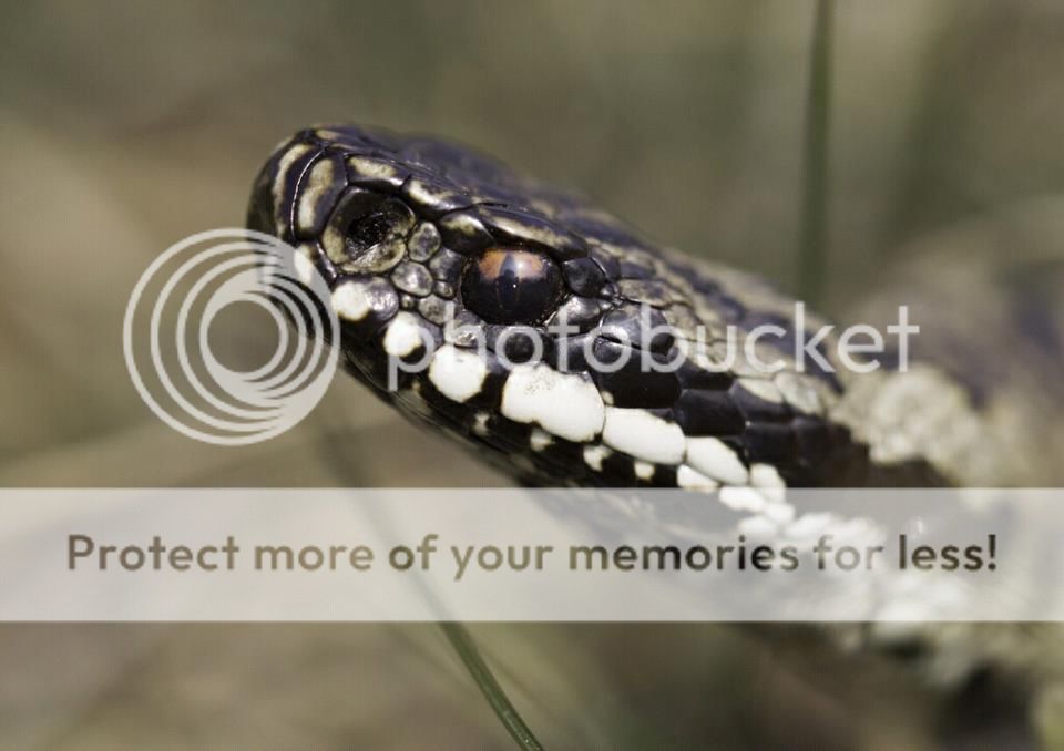 Adders in pictures! | Reptile Forums