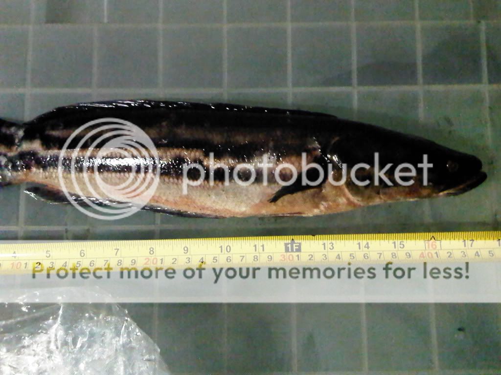 My Channa Micropeltes | MonsterFishKeepers.com