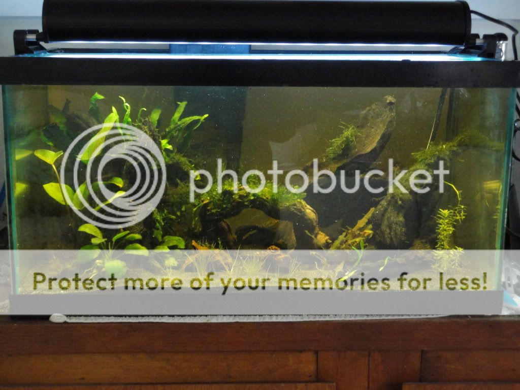 15 gallon planted low light tank | Aquarium Forum