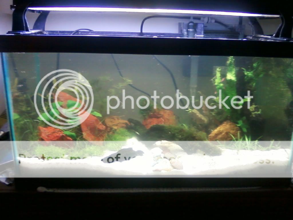 15 gallon planted low light tank | Aquarium Forum